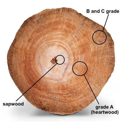 What you Need to Know Before Purchasing Teak Furniture – Furniture.mu